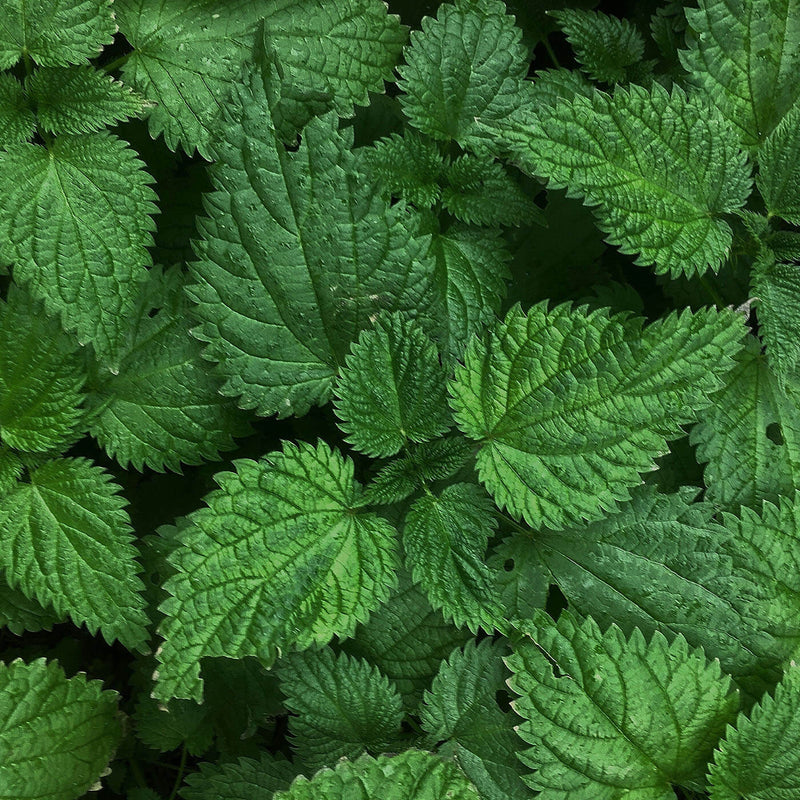 Brennnessel Extrakt Kapseln – 450mg, hergestellt in Deutschland